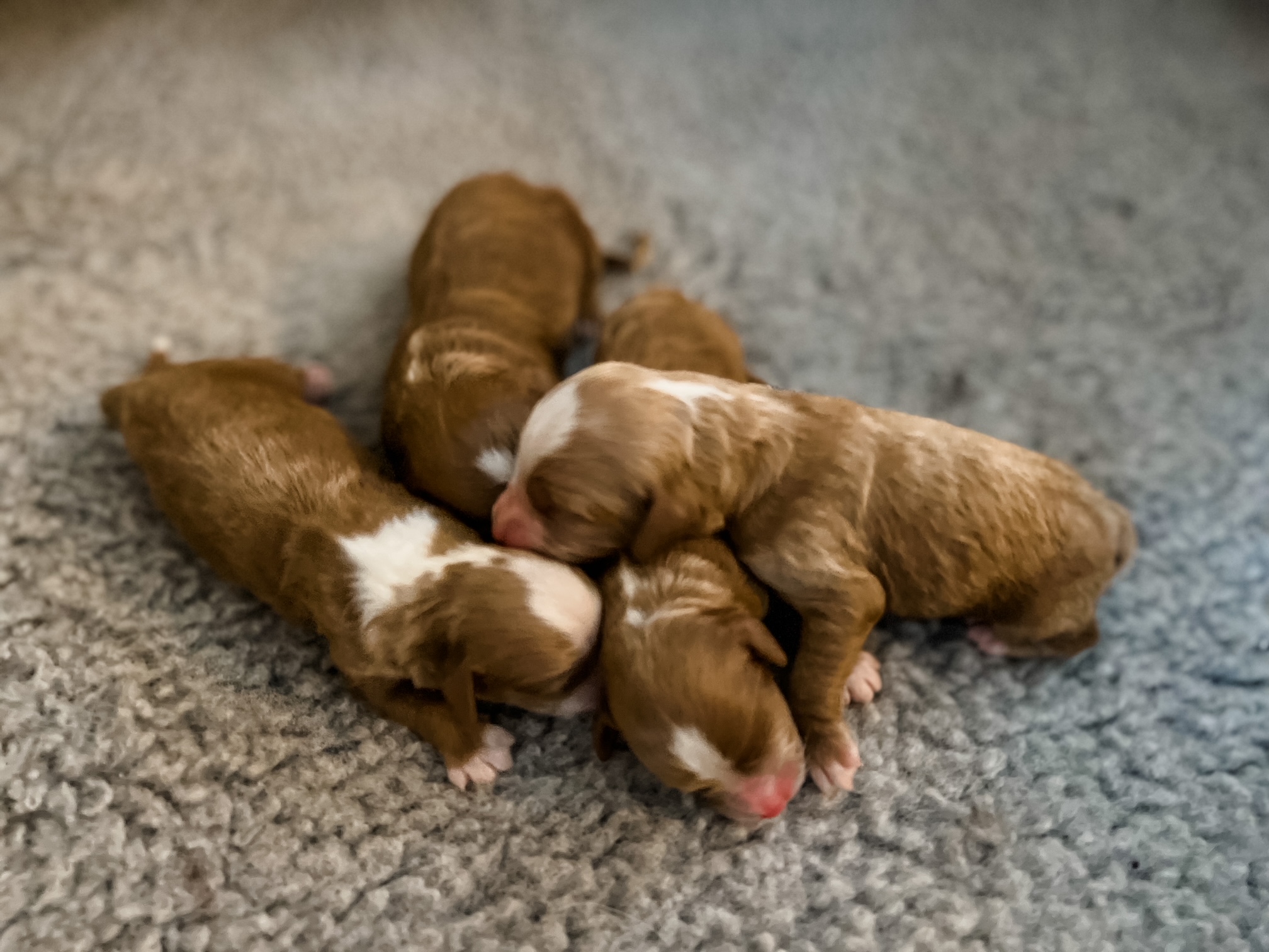 Cavapoo and Sheepadoodle Puppies from our [BIG] family to yours!