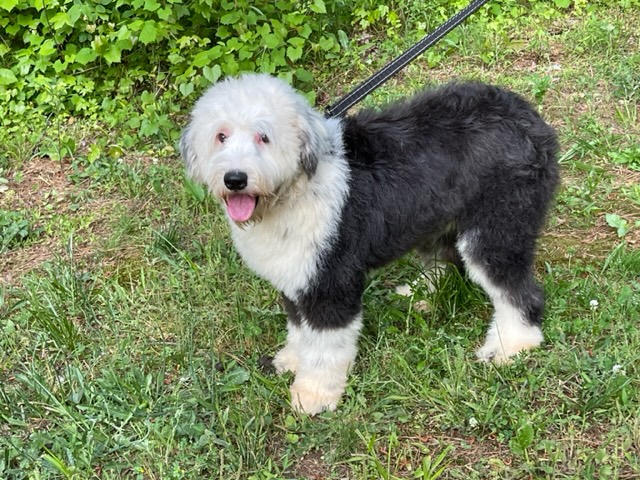 Miniature English Sheepdog