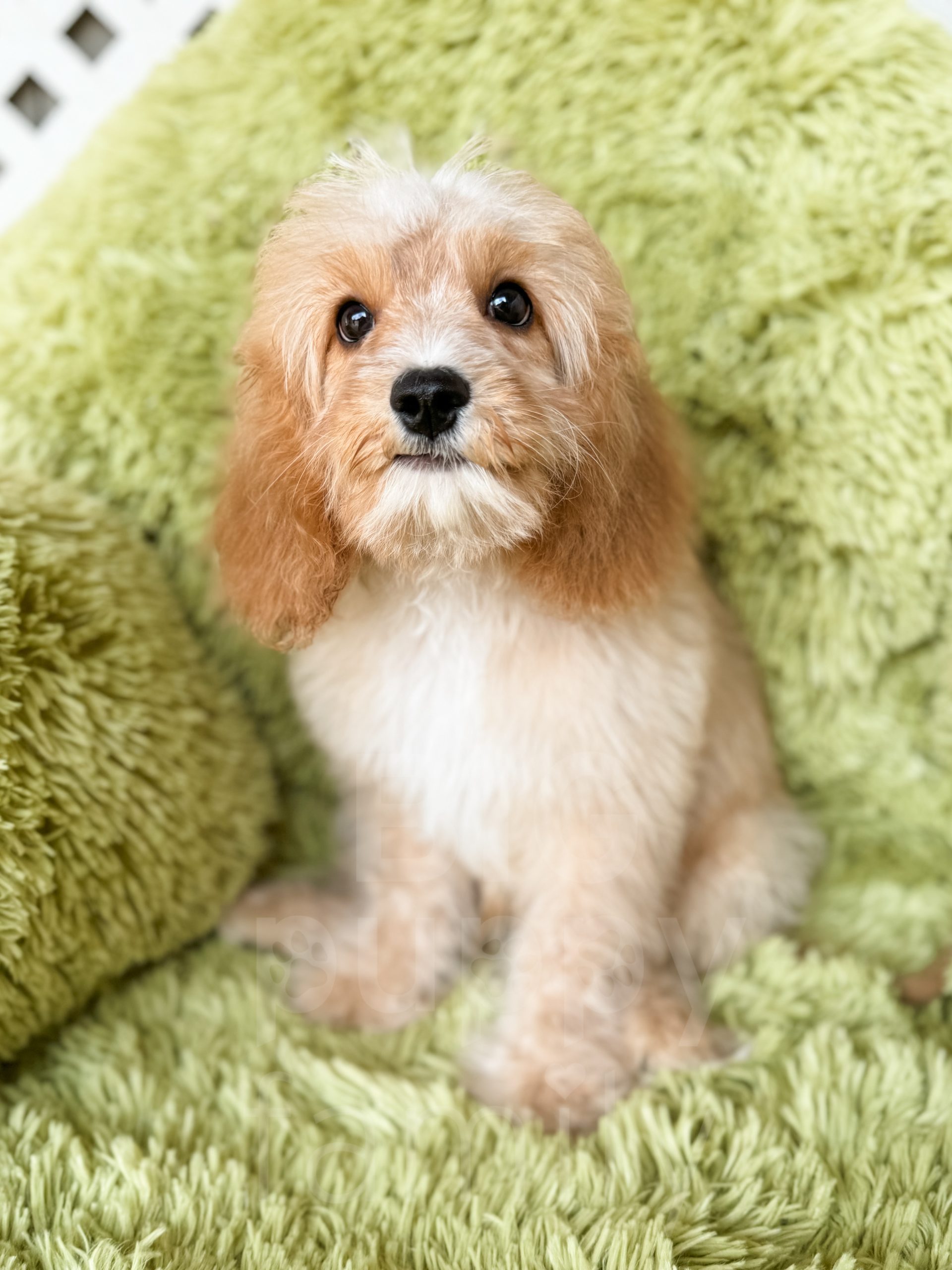 Cavapoo, Cockapoo, and Sheepadoodle Puppies from our [BIG] family to yours!