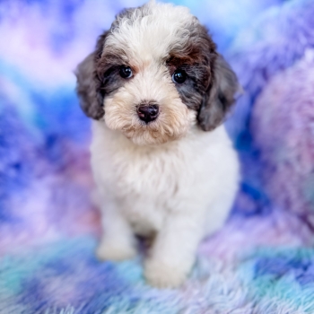 Cavapoo, Cockapoo, and Sheepadoodle Puppies from our [BIG] family to yours!