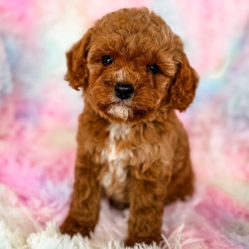 Cavapoo, Cockapoo, and Sheepadoodle Puppies from our [BIG] family to yours!