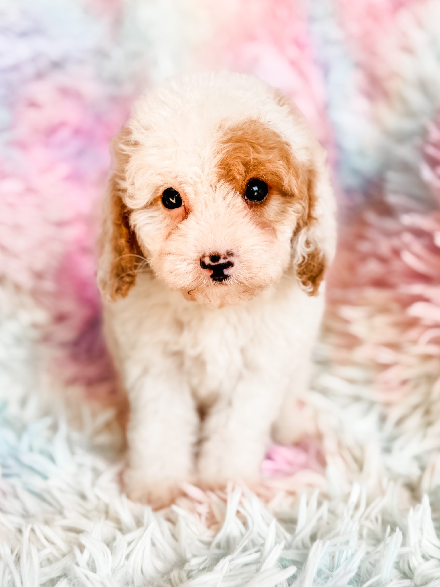 Cavapoo, Cockapoo, and Sheepadoodle Puppies from our [BIG] family to yours!