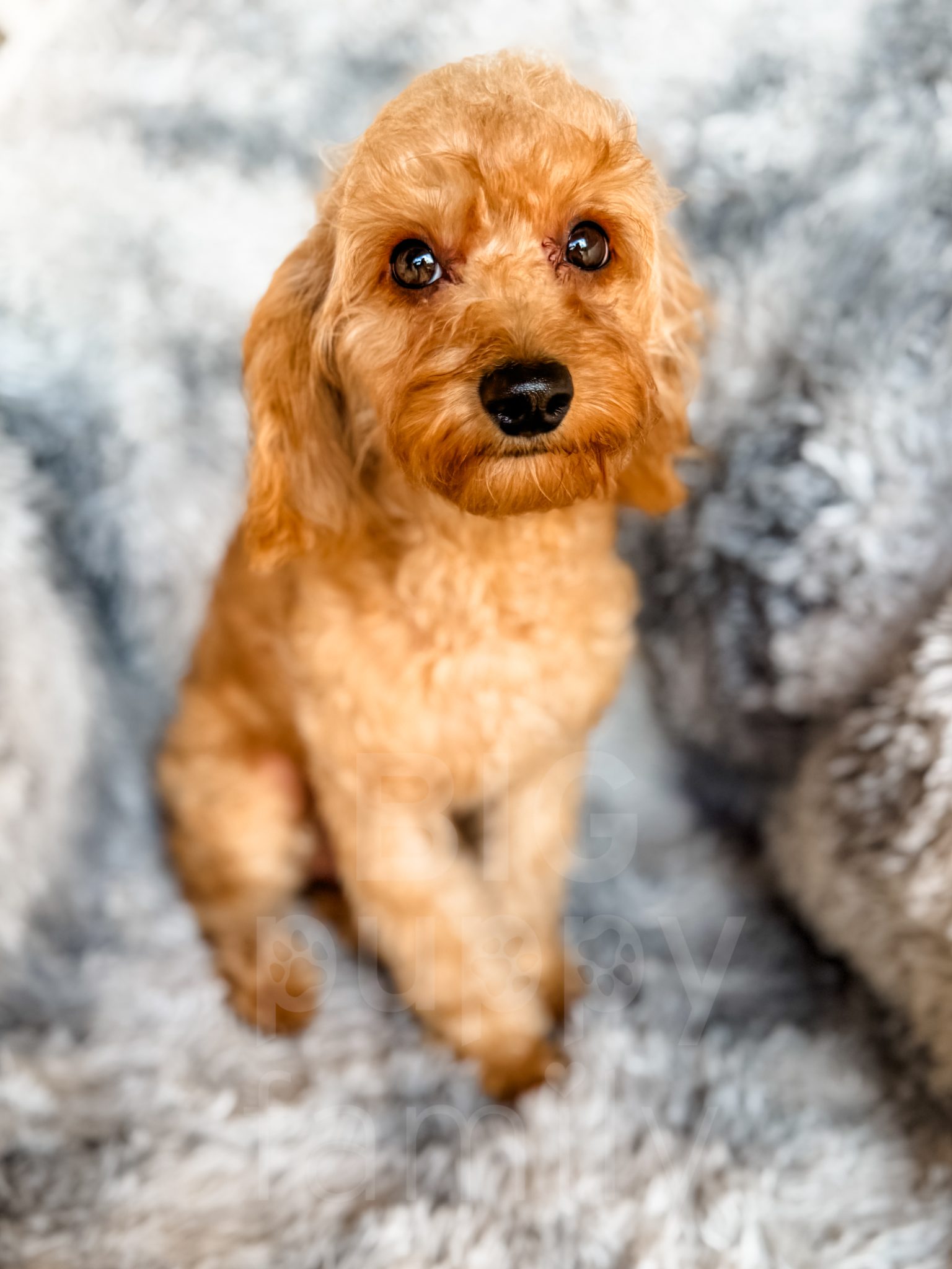 “Ada” – F1b Red Abstract Cavapoo Female