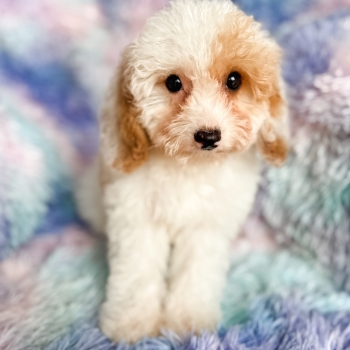 Cavapoo, Cockapoo, and Sheepadoodle Puppies from our [BIG] family to yours!
