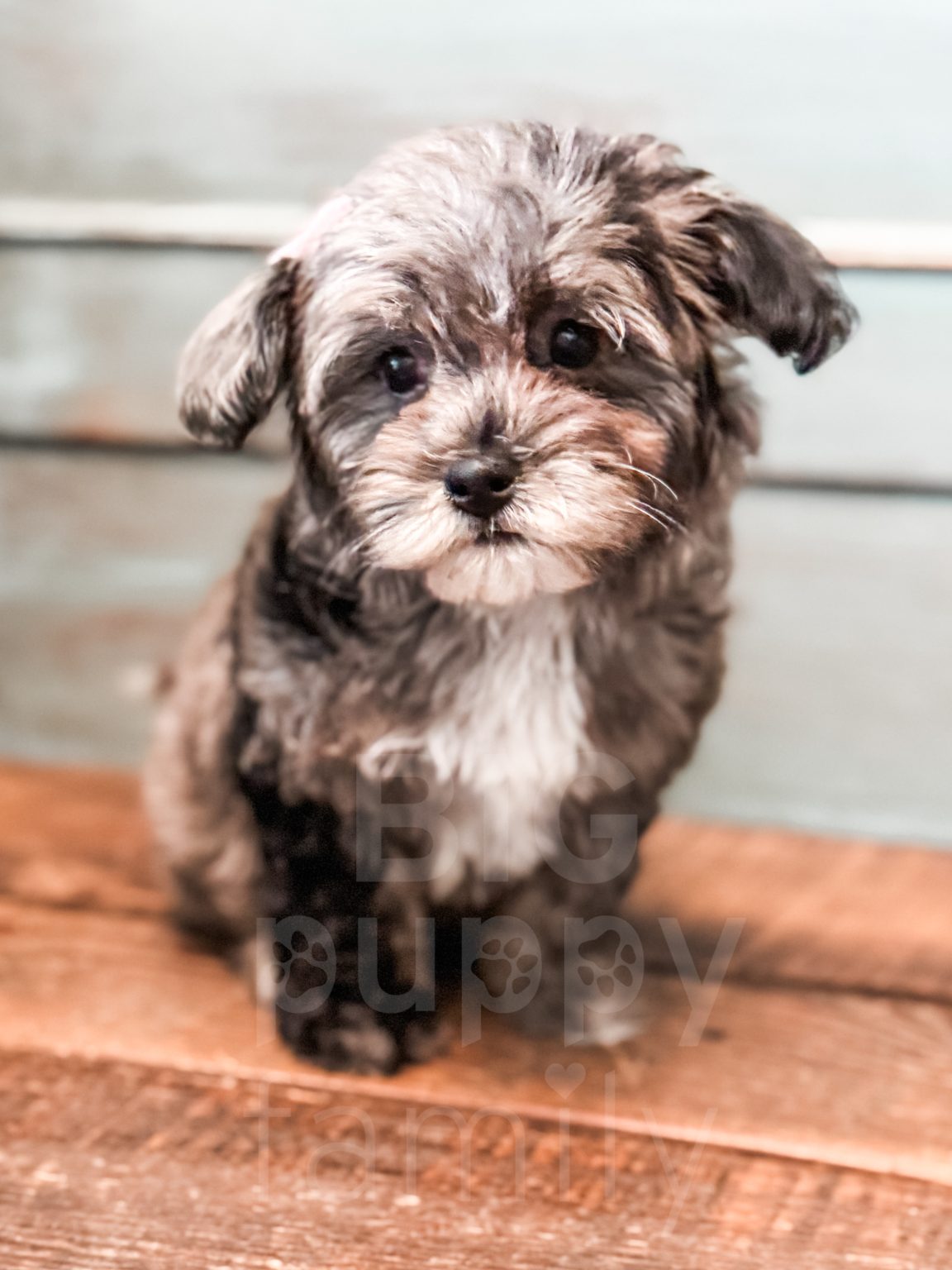 Cavapoo, Cockapoo, Havapoo, and Sheepadoodle Puppies from our [BIG ...