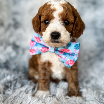 Cavapoo, Cockapoo, Havapoo, and Sheepadoodle Puppies from our [BIG ...