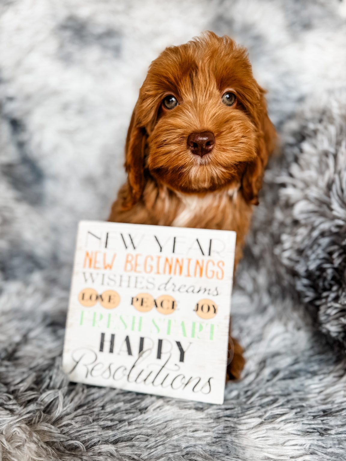 “Peter” – F1 Red Abstract Cockapoo Male