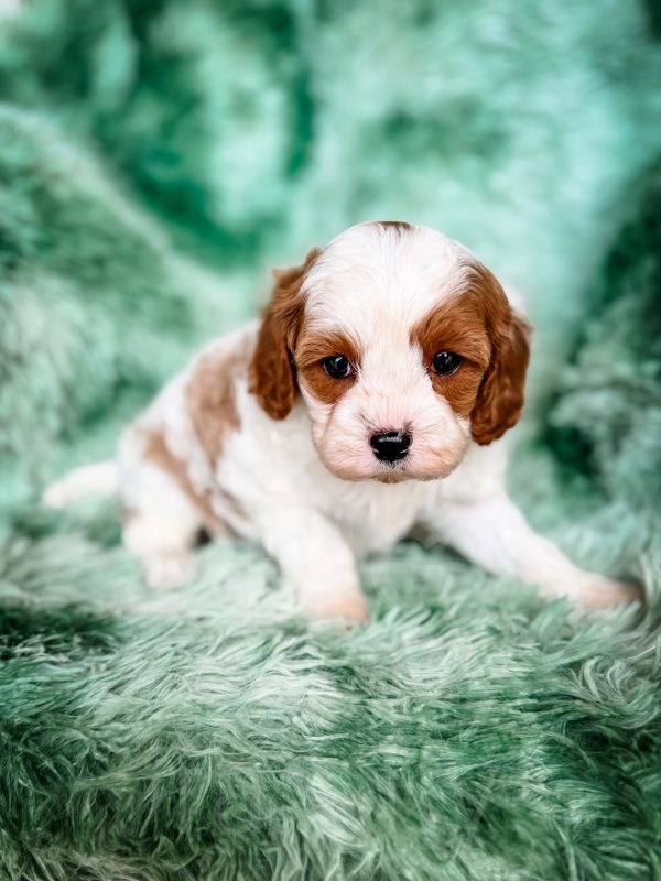 “Big Mac” – F1 Red Parti/Blenheim Cavapoo Male
