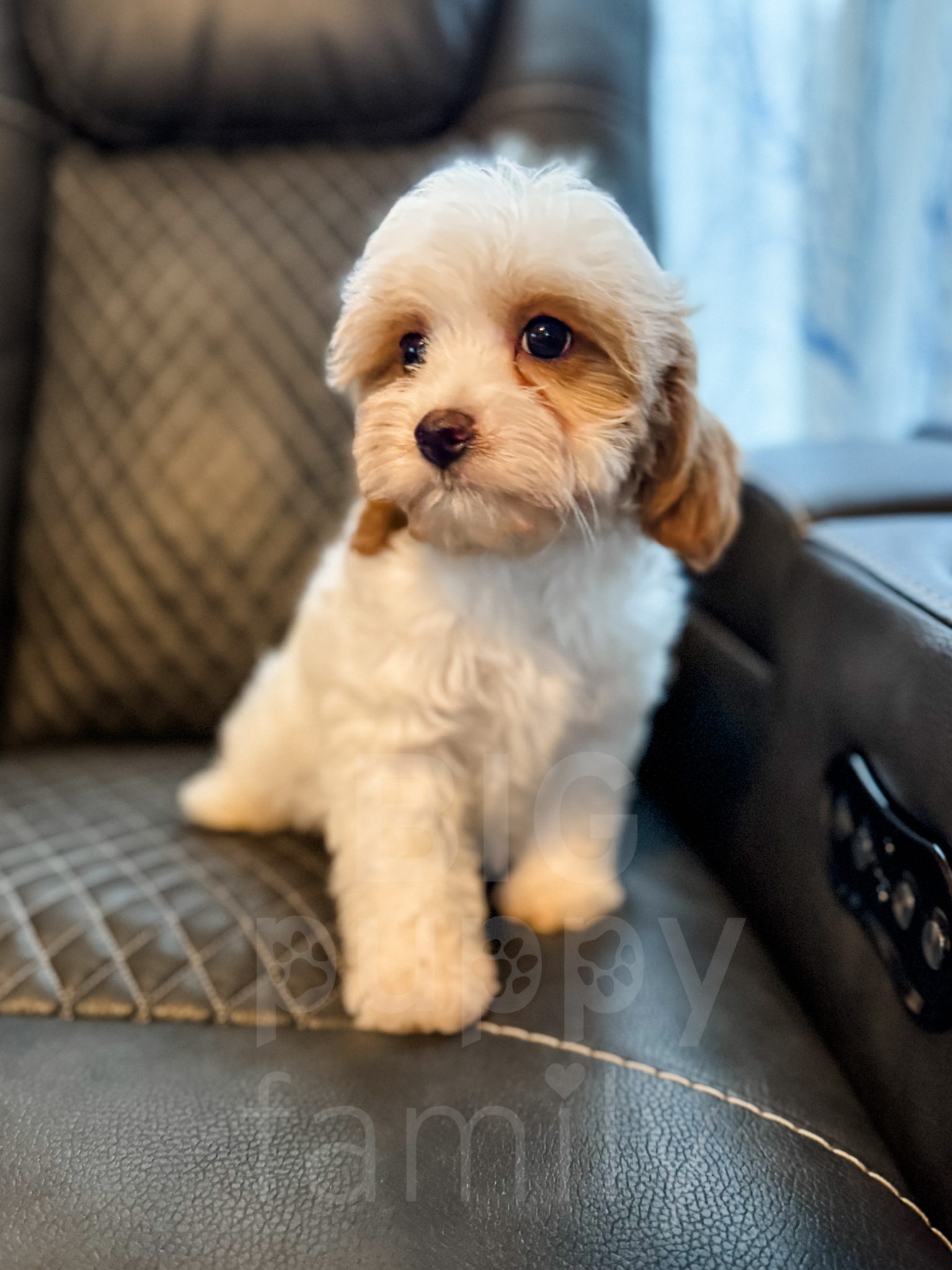 Zuzu – F1 Apricot Parti Cavapoo Female