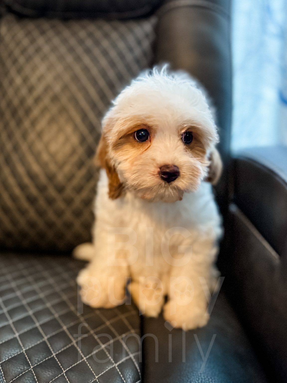 Zuzu – F1 Apricot Parti Cavapoo Female